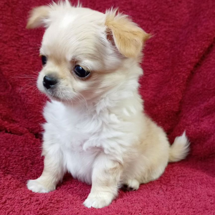 Чихуахуа, щенок