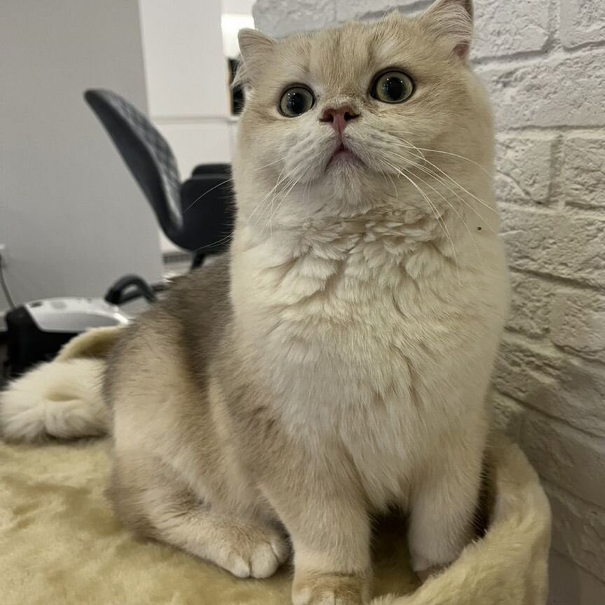 Британский короткошёрстный котёнок