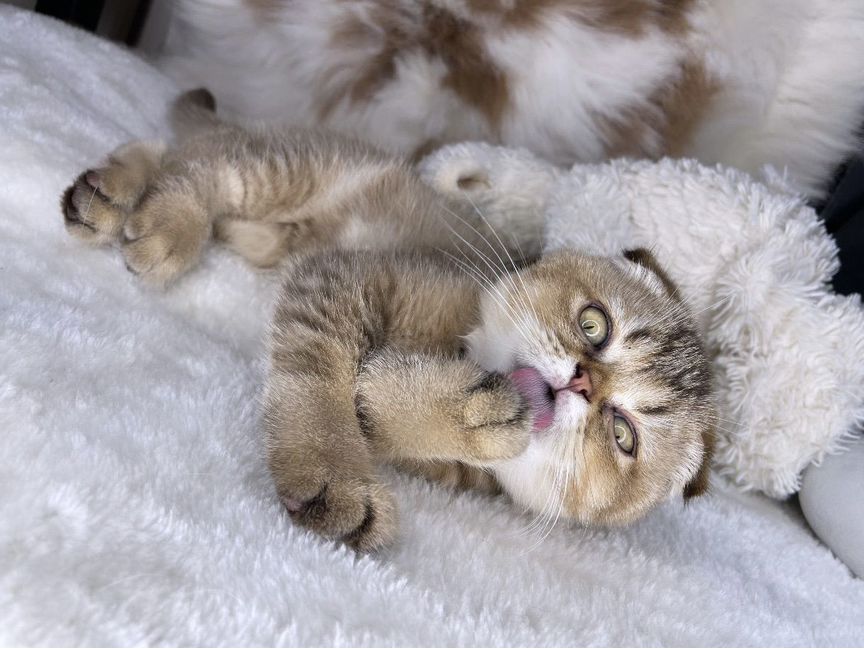 Котик золотая шиншилла