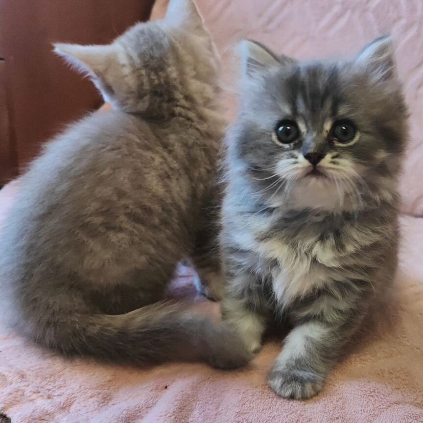 Шотландский прямоухий длинношёрстный котёнок