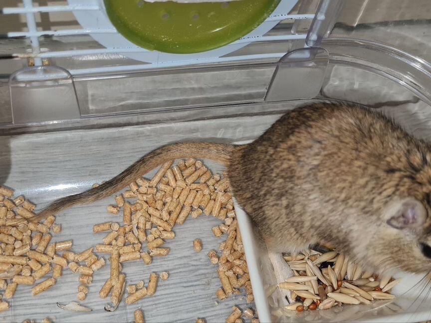 Клетка с песчанкой