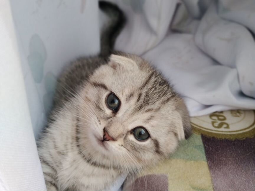 Вислоухие котята