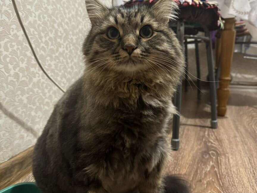 Кот