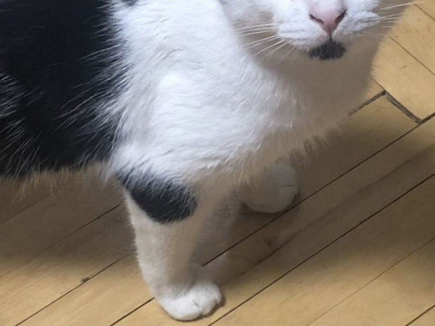 Котик в добрые руки
