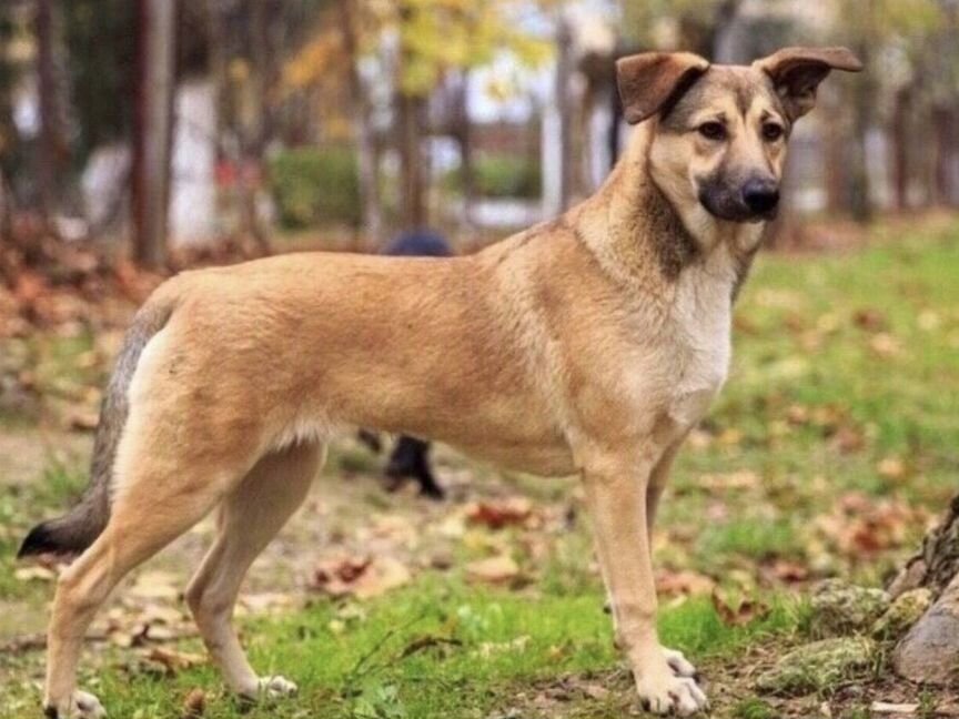 Собака в добрые руки