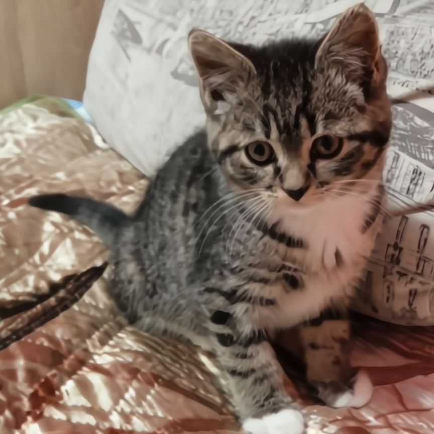 Котёнок в добрые руки