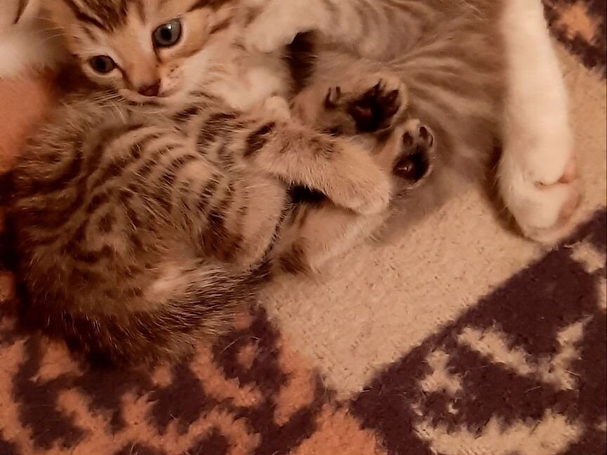 Кошки в добрые руки бесплатно