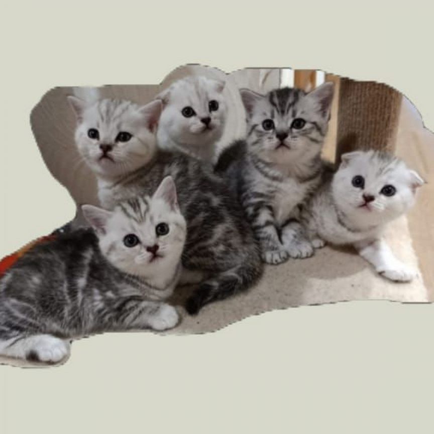 Шотландская