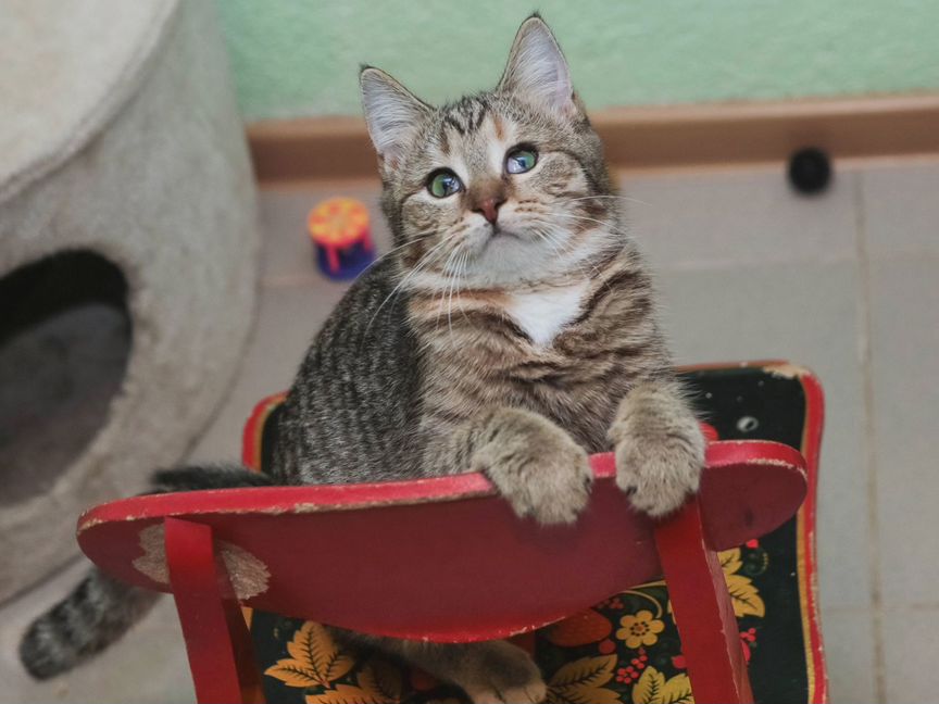 Миленький котенок