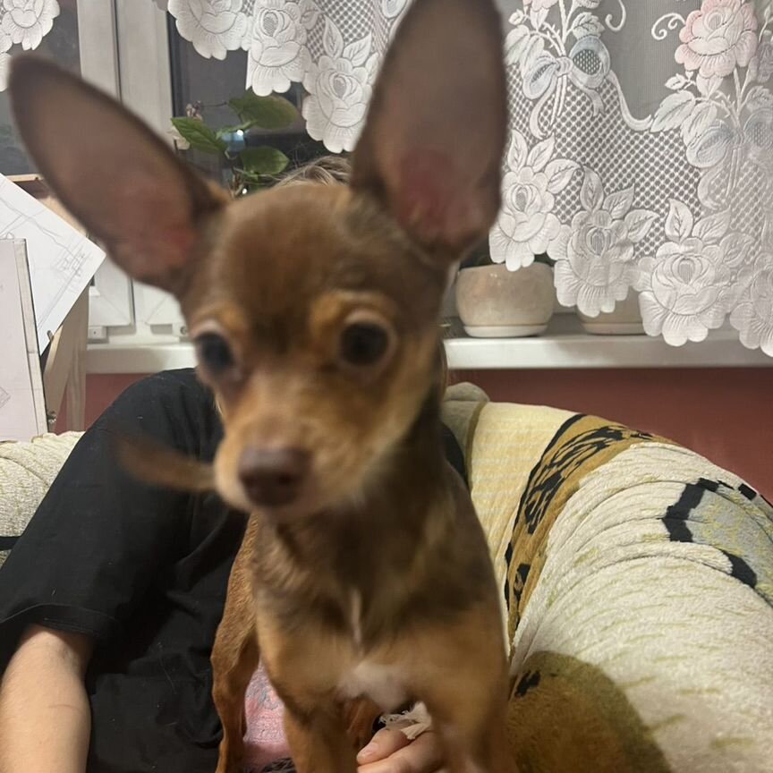 Той-терьер мальчик