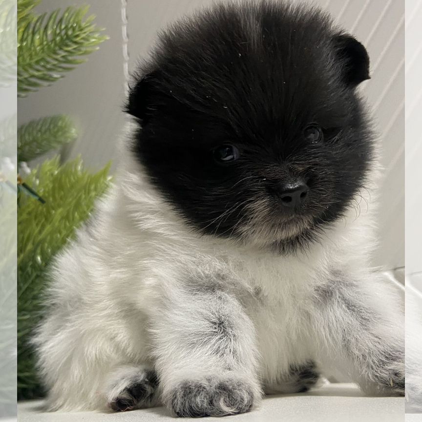 Померанский шпиц, щенок