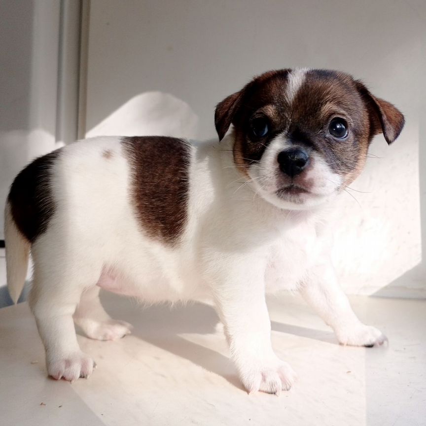 Джек рассел терьер щенки