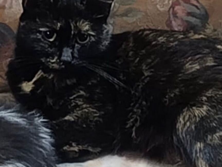 Кошечка в семью