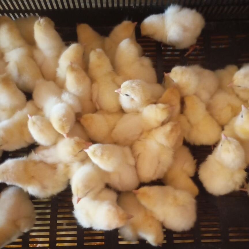 Петушки от ломан Браун, крупненькие