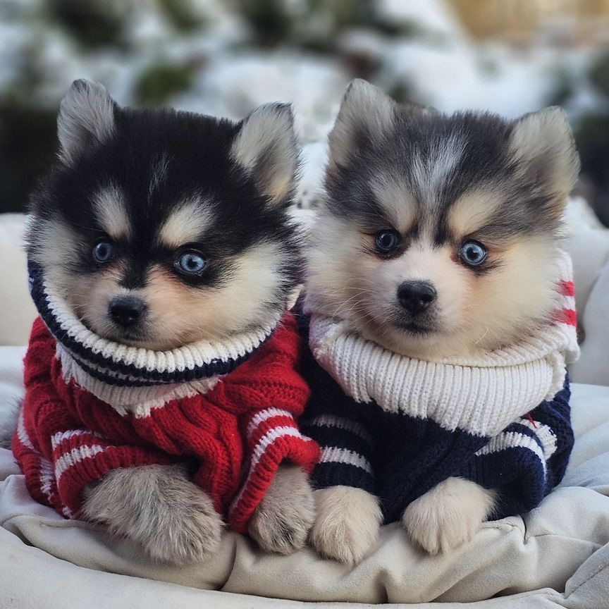 Помски, щенок