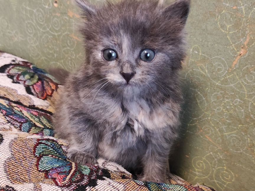 Котёнок девочка 1 мес ищем родителей