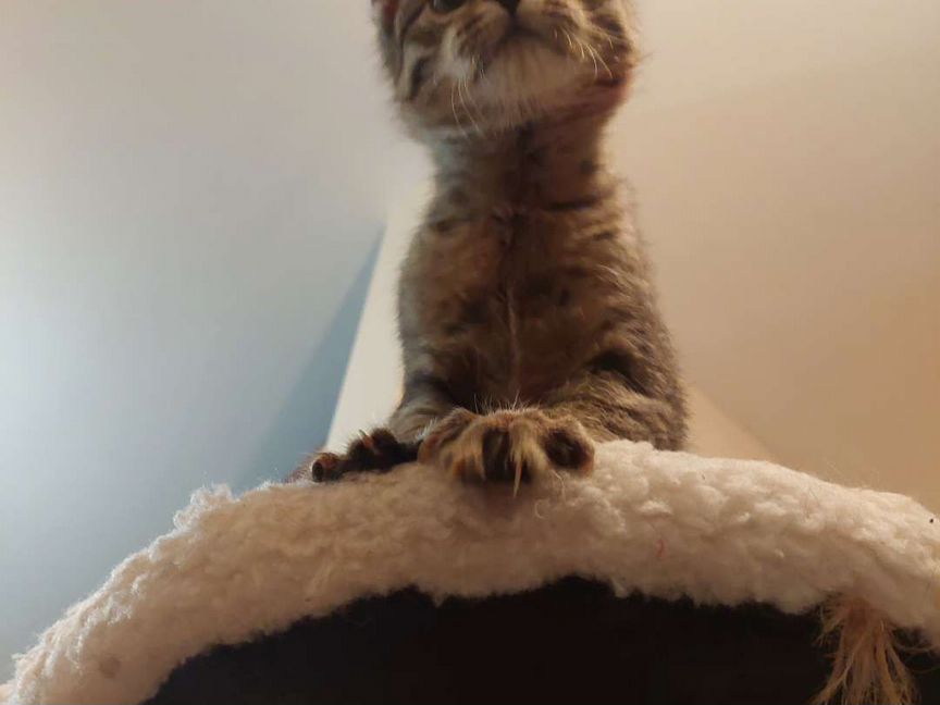 Котята отдам бесплатно