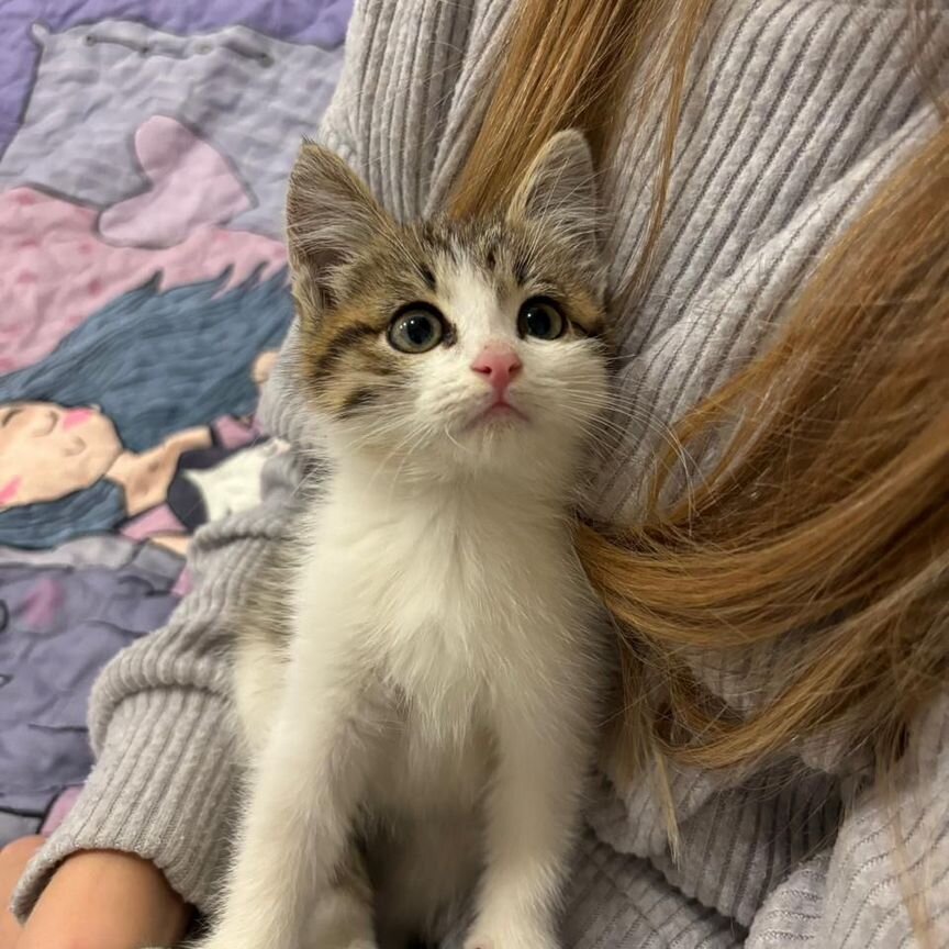 Котята в добрые руки бесплатно девочка