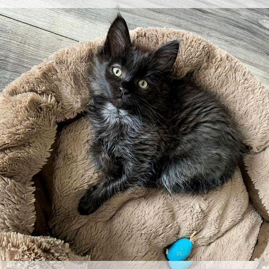 Котёнок девочка бесплатно