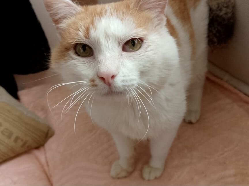 Грустный котик в кладовке