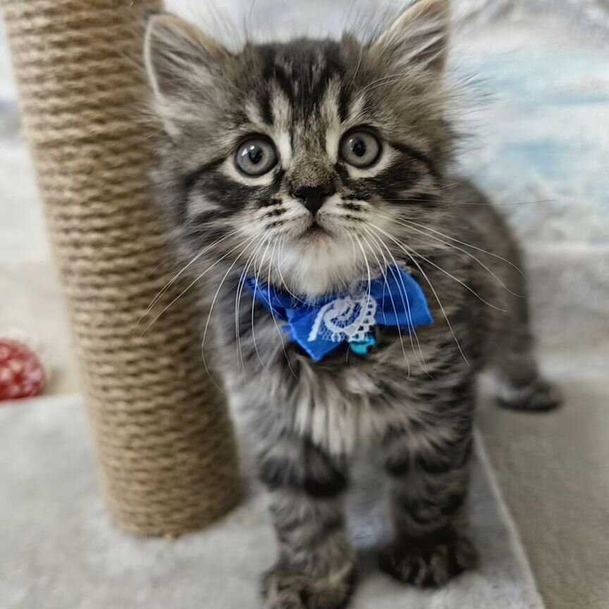 Сибирский котёнок