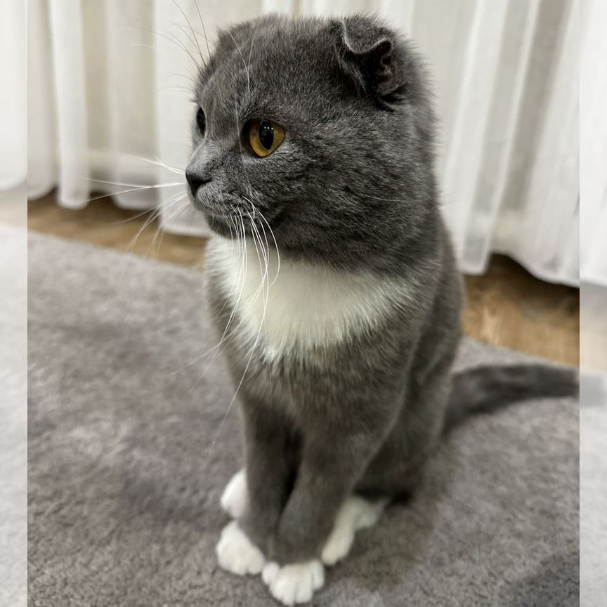 Британский короткошёрстный кот, взрослый