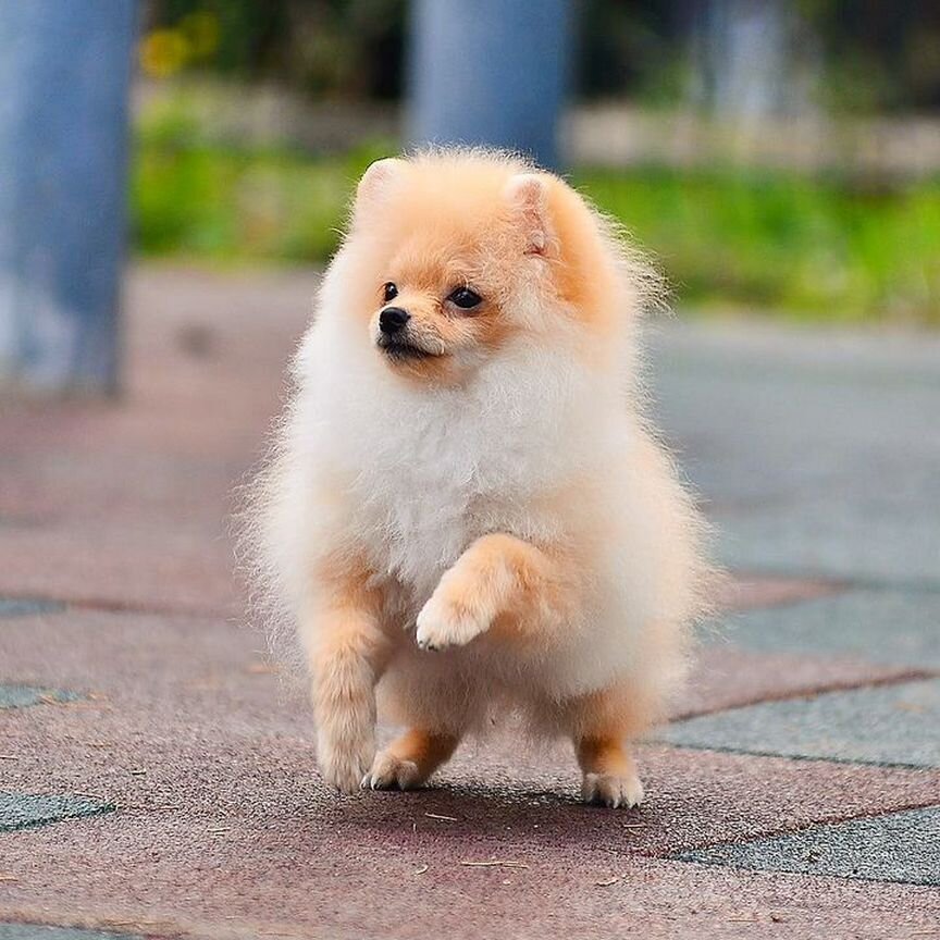 Шпиц кремовое облачко