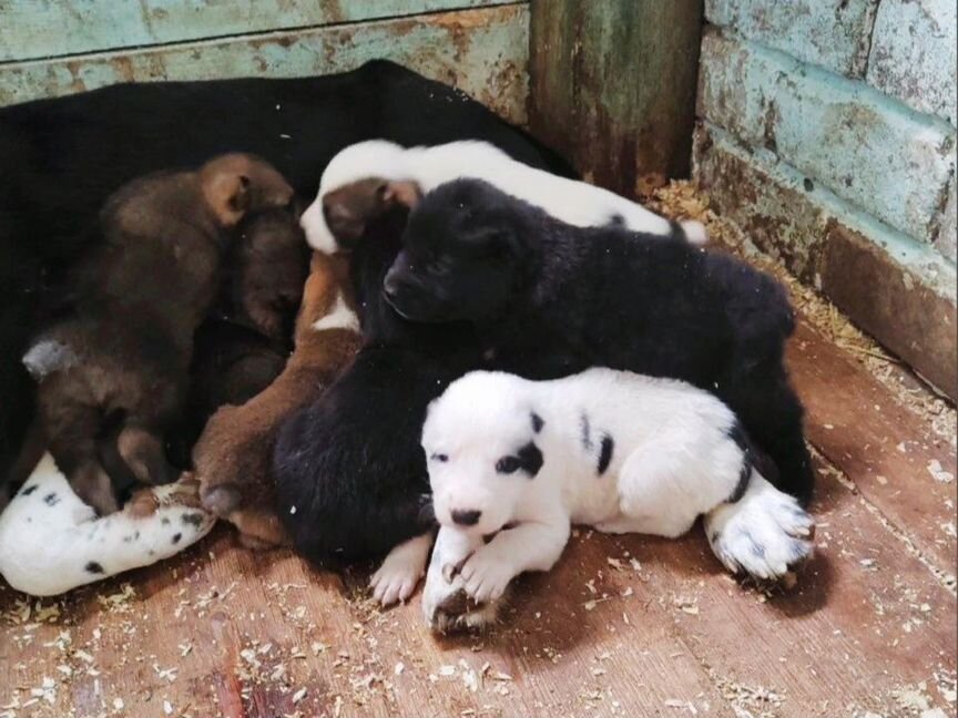 Продам щенков алабая