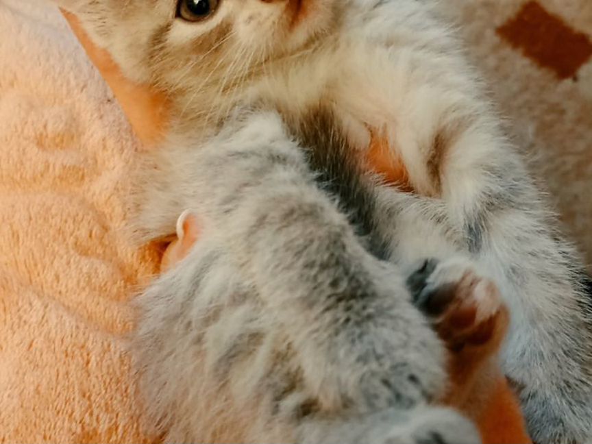 Котята. Метис шотландской
