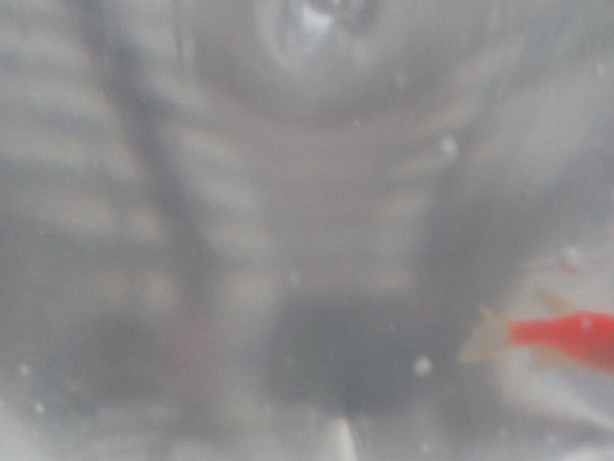 Рыбка данио