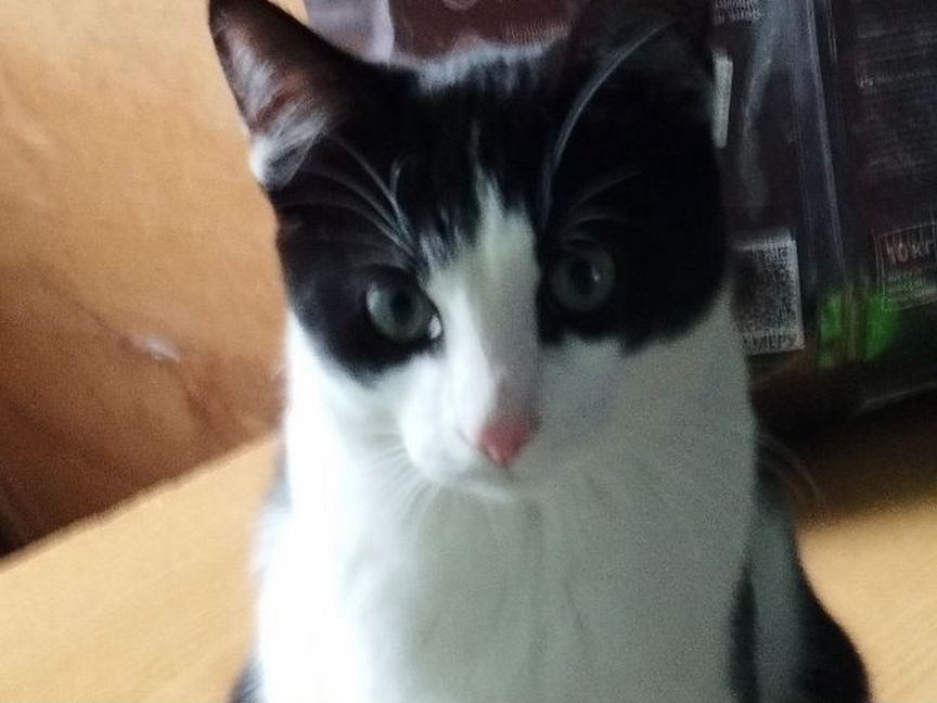 Котёнок 5 месяцев (кот)