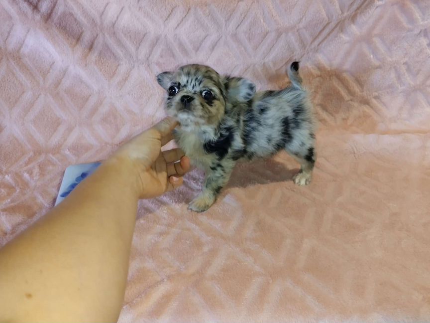 Чихуахуа голубой мерле. Мальчик