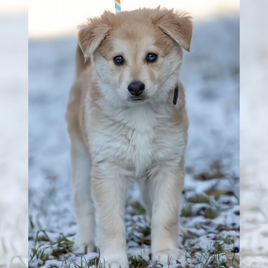 Щенок в добрые руки