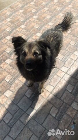 Собака кузя