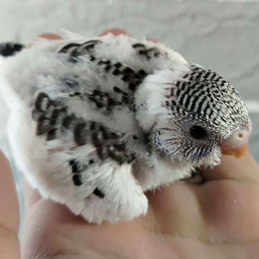 Волнистый попугай