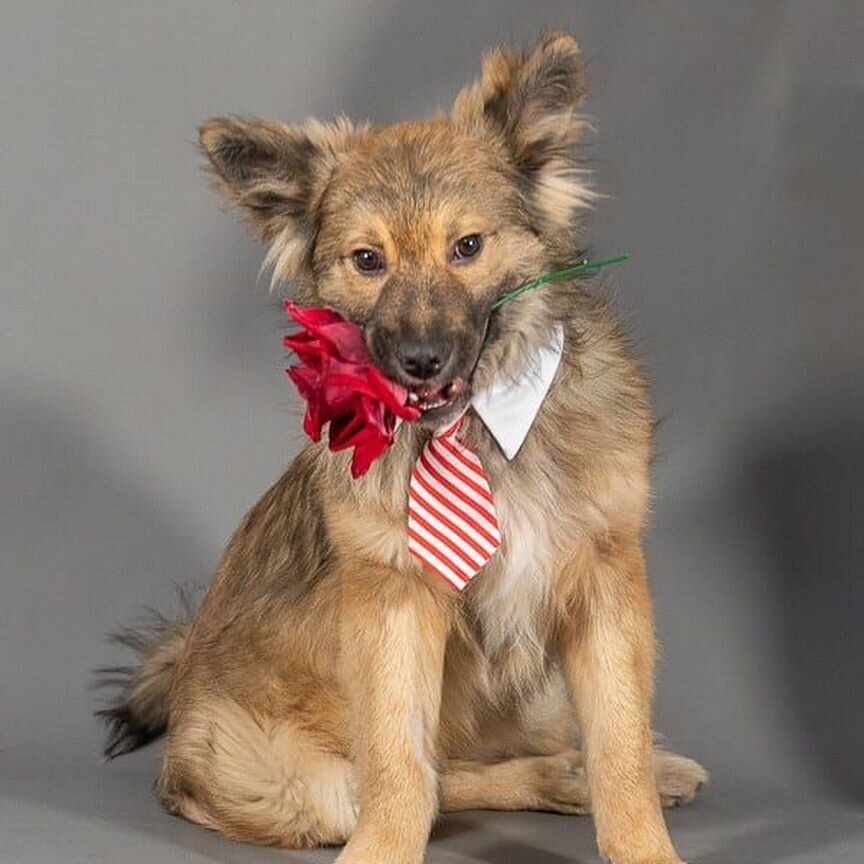 Щенок в добрые ручки