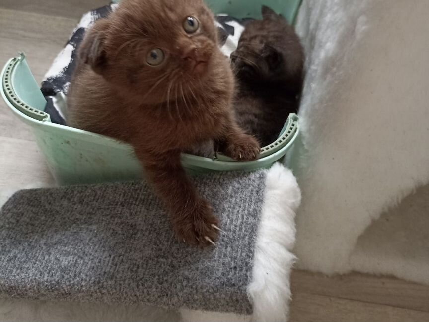 Шотландские котята