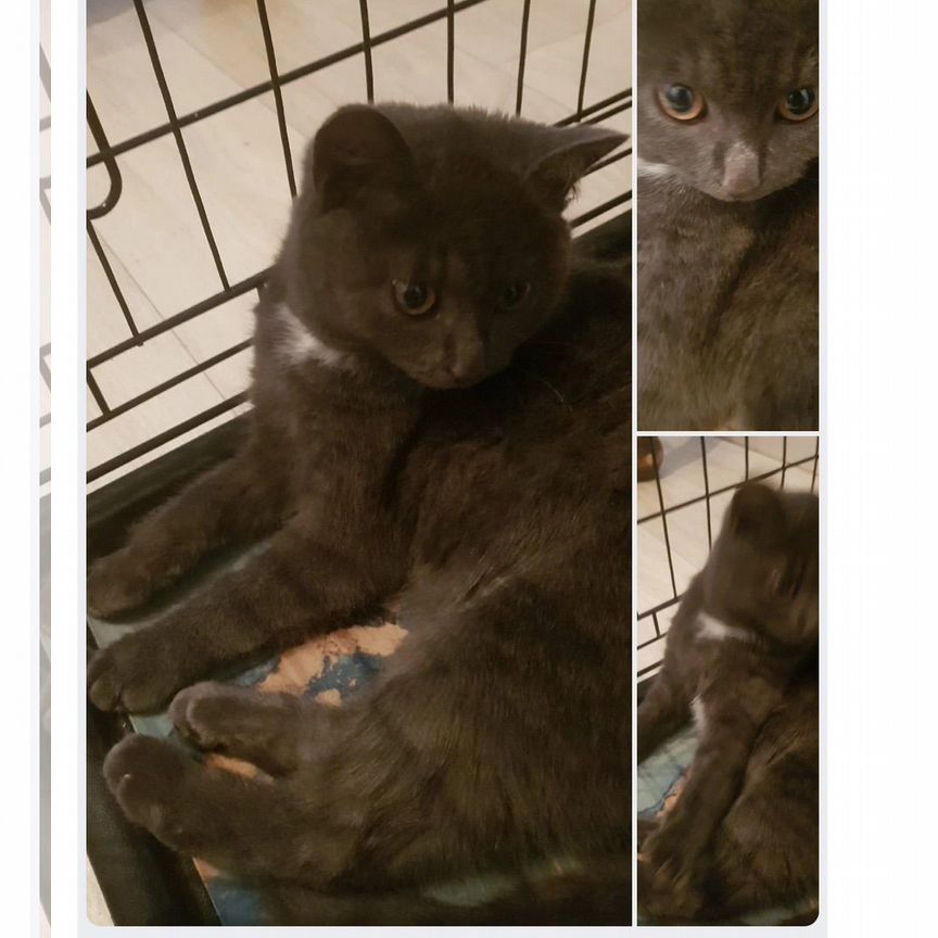 Взрослая кошка в добрые руки