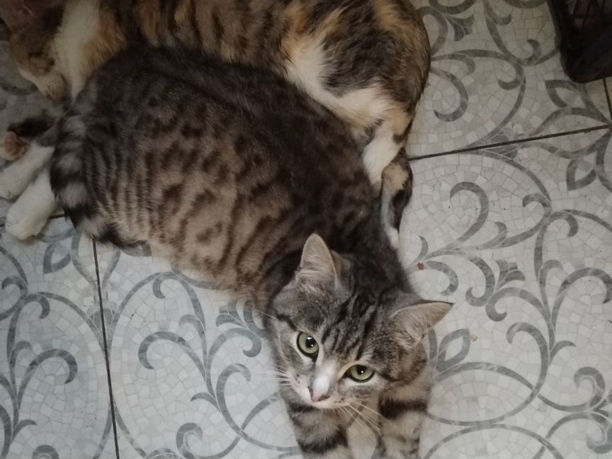Кот