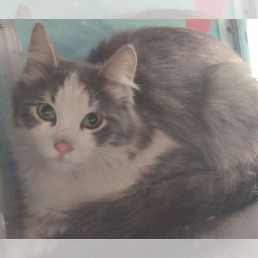 Шанс на дом