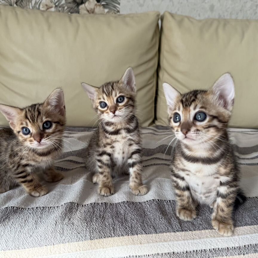 Бенгальские котята