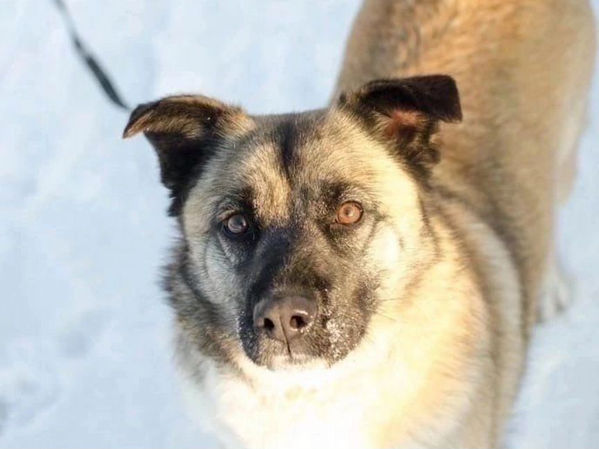 Собака ищет дом