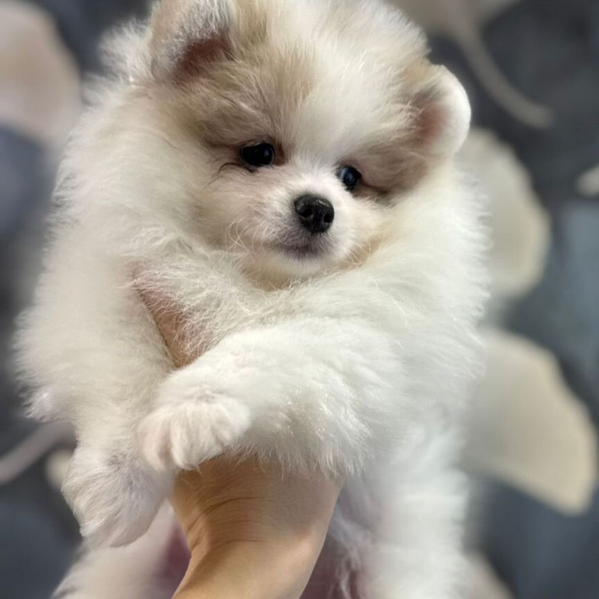 Шпиц Девочка