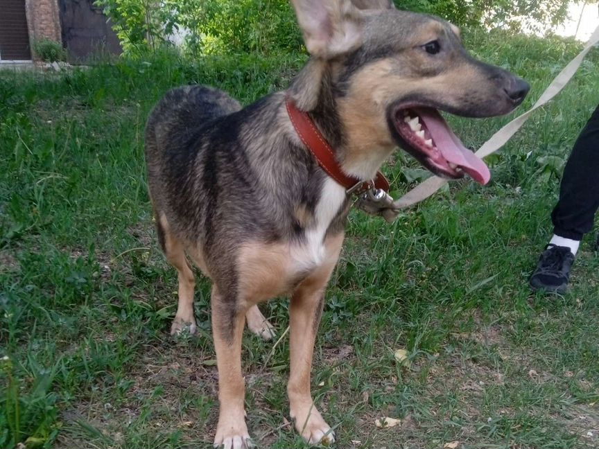 Георг, 11 мес, умный