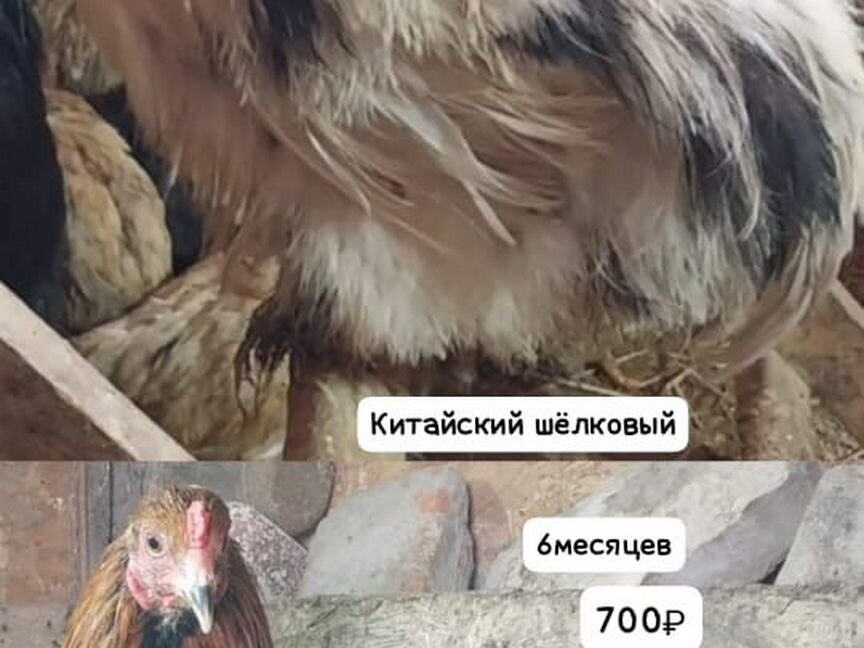 Продам петухов на племя