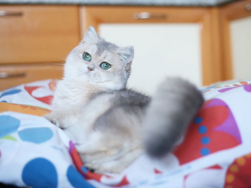 Британская кошечка голубое золото