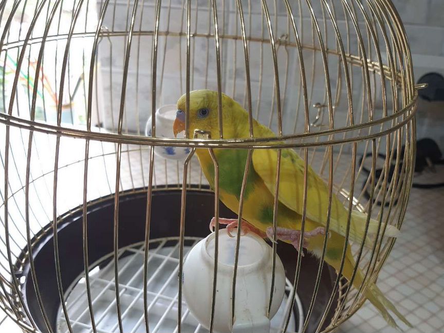 Продаю попугаев