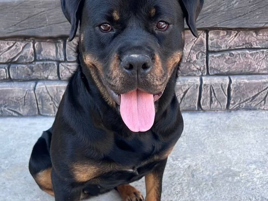 Вязка ротвейлера