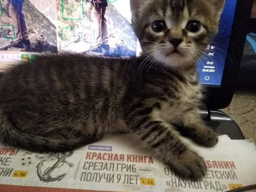 Котята в добрые руки