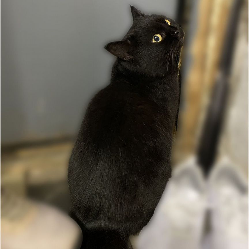 Нашлась кошка